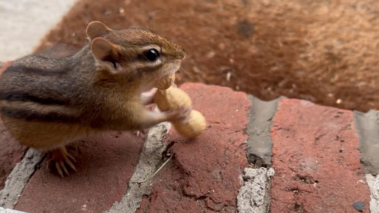 Baby is too small for 2 peanuts - YouTube