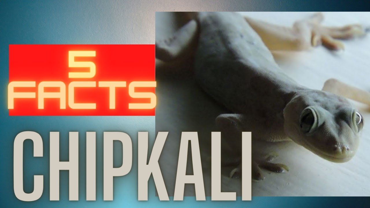 5 amazing facts of chipkali(lizard) - YouTube