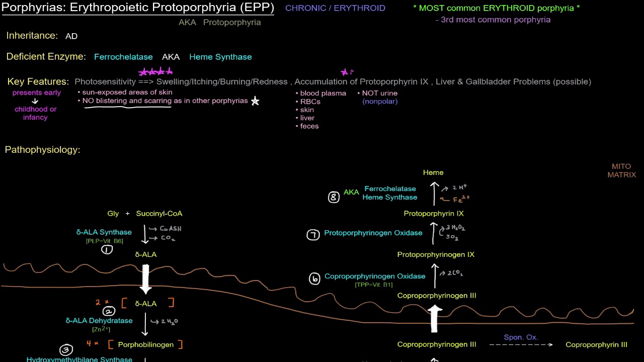 Porphyrias: Erythropoietic Protoporphyria (EPP) [free sample] - YouTube