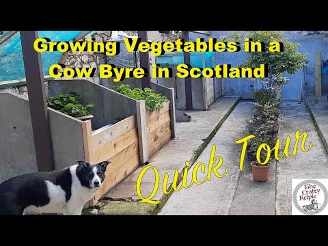 Growing Vegetables in Scotland - Quick Tour of the Veg Byre - YouTube