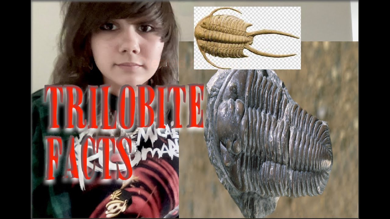 cool trilobite facts :3 - YouTube