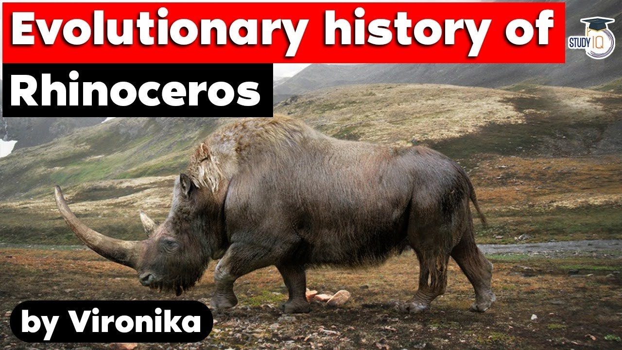 Evolutionary history of Rhinoceros - Know what ancient and modern DNA ...