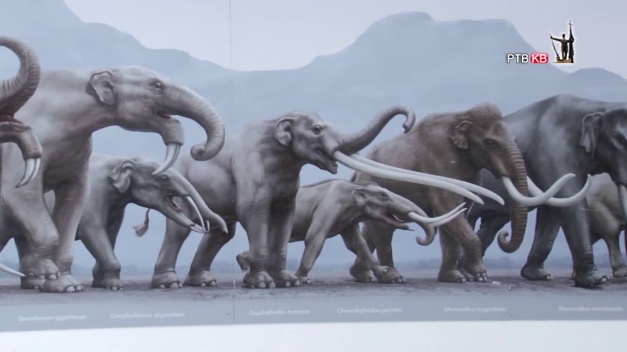 Prilog RTVKV Izlozba Surlasi u Narodnom muzeju u Kraljevu - YouTube