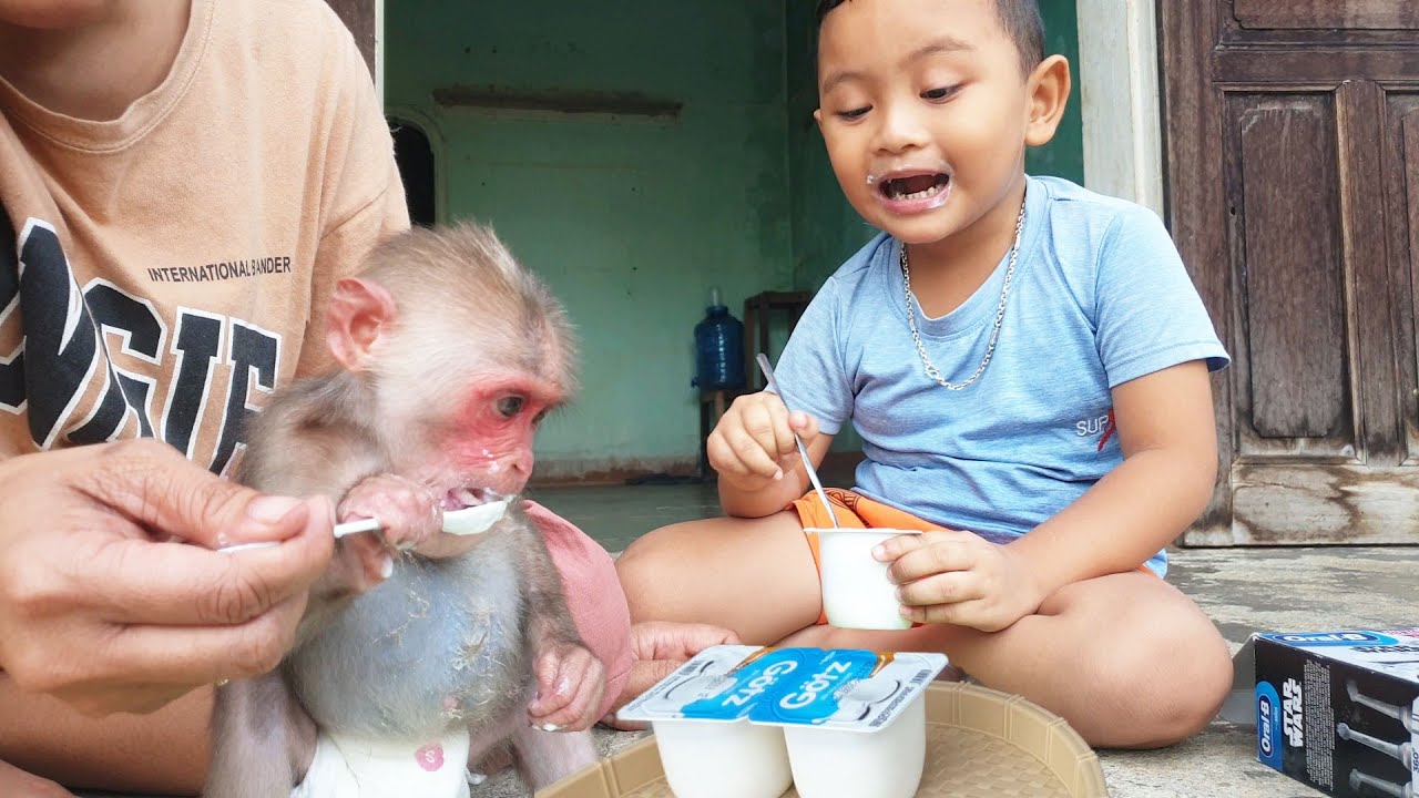 Attractive yogurt eating contest between baby monkey Bob and his ...