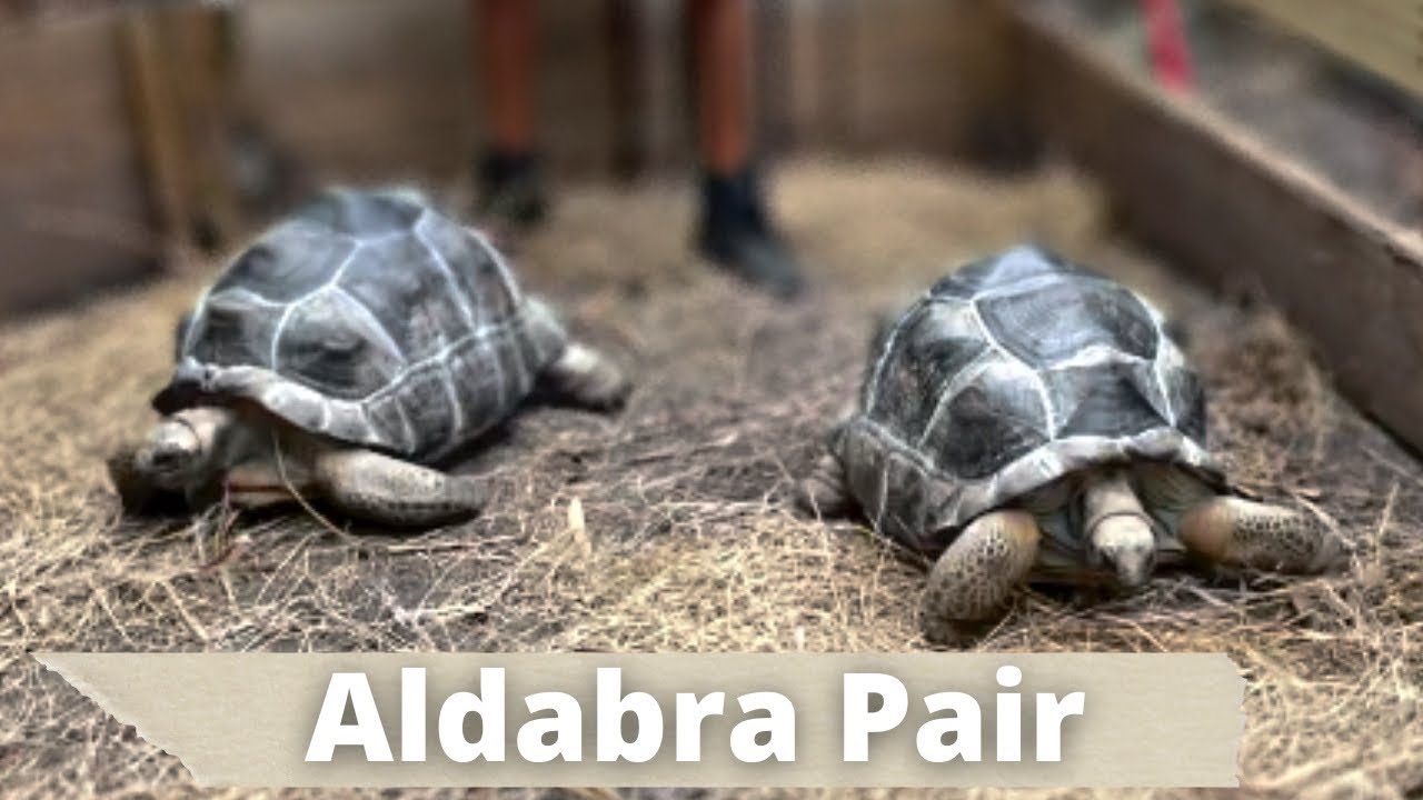 Tortuga Aldabra Adulta