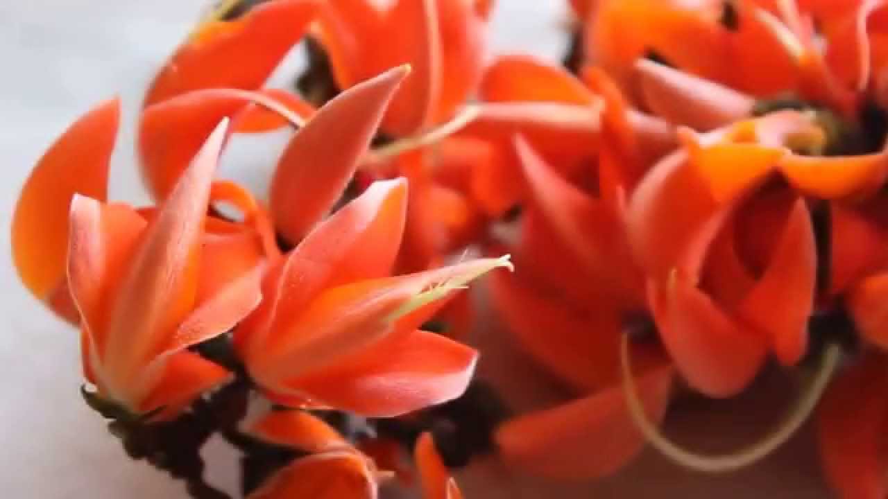 Making Natural Colours Out Of Flowers For Holi YouTube making-natural-colours-out-of-flowers-for-holi-youtube