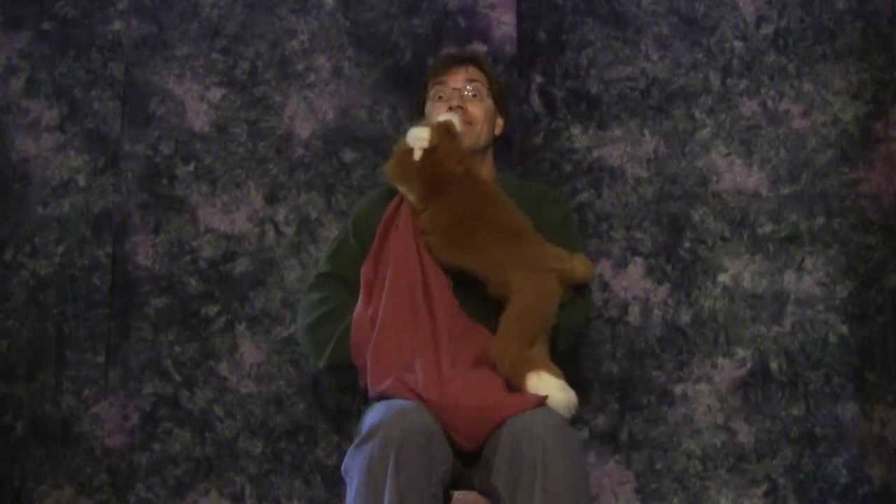 How to tell "What's in Fox's Sack?" with puppets - YouTube