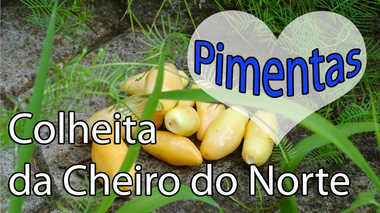 Pimenta Cheiro do Norte - YouTube