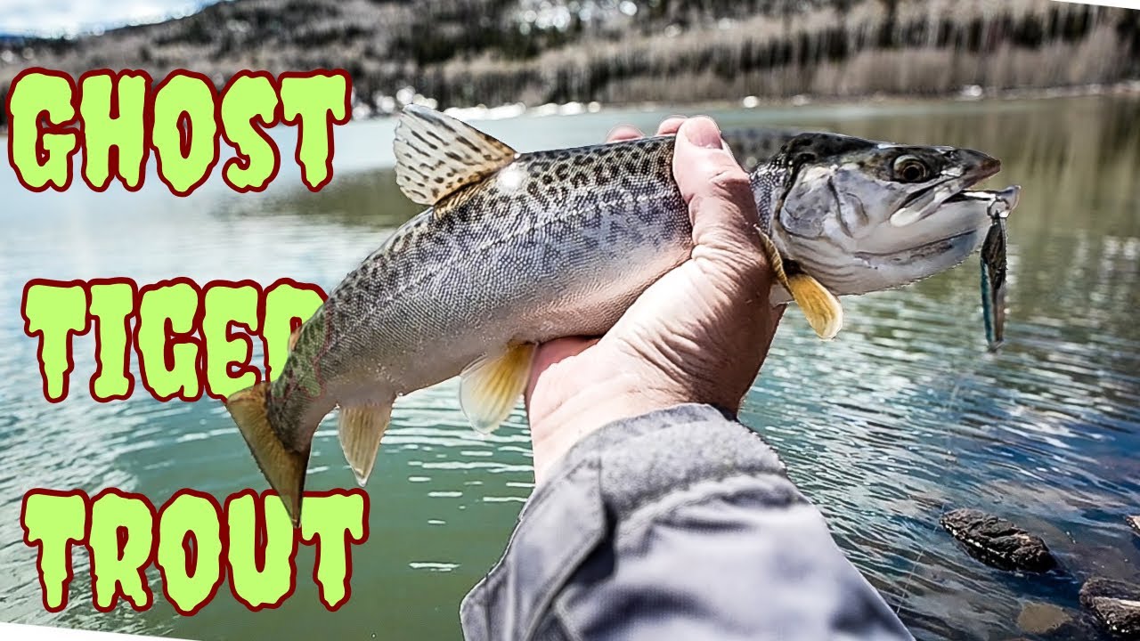 Ghost Tiger Trout Fishing on the Tushar Mountains - YouTube