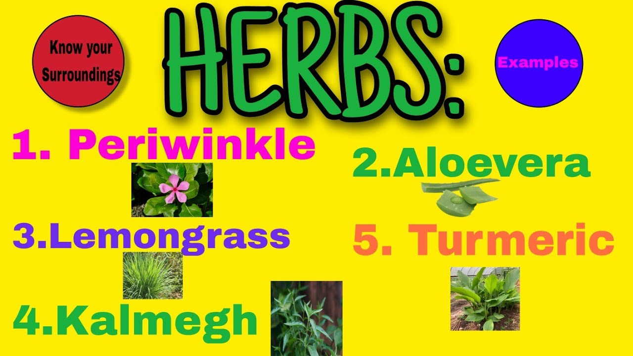 Herbs||Medicinal Plants||Examples of Herbs||What are called herbs ...