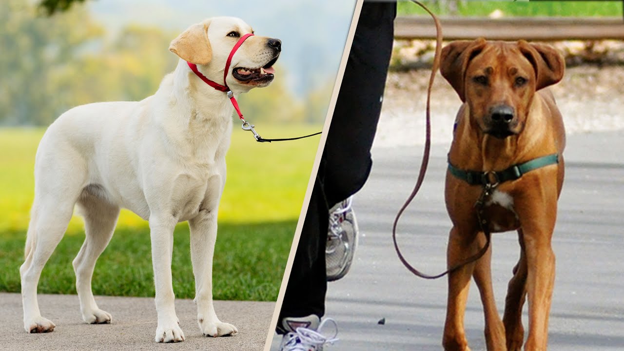 Dog Harness Vs Gentle Leader: Which the Best Walking Tool for Your Dog ...