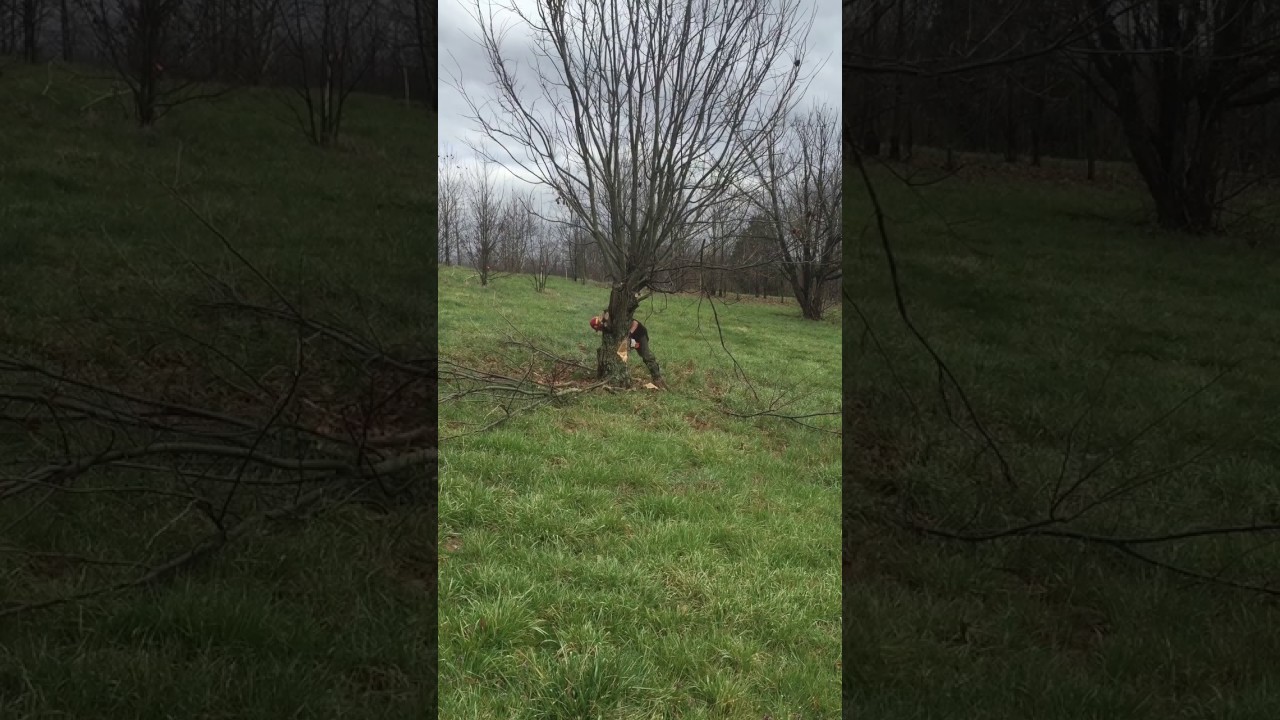 Rogueing at Meadowview Research Farms - March, 2017 - YouTube