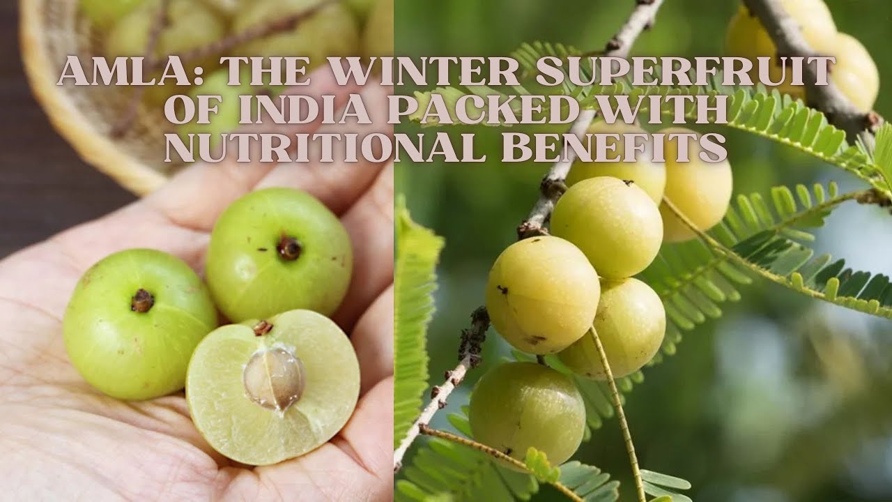 Amla: The Winter Superfruit of India Packed with Nutritional Benefits ...