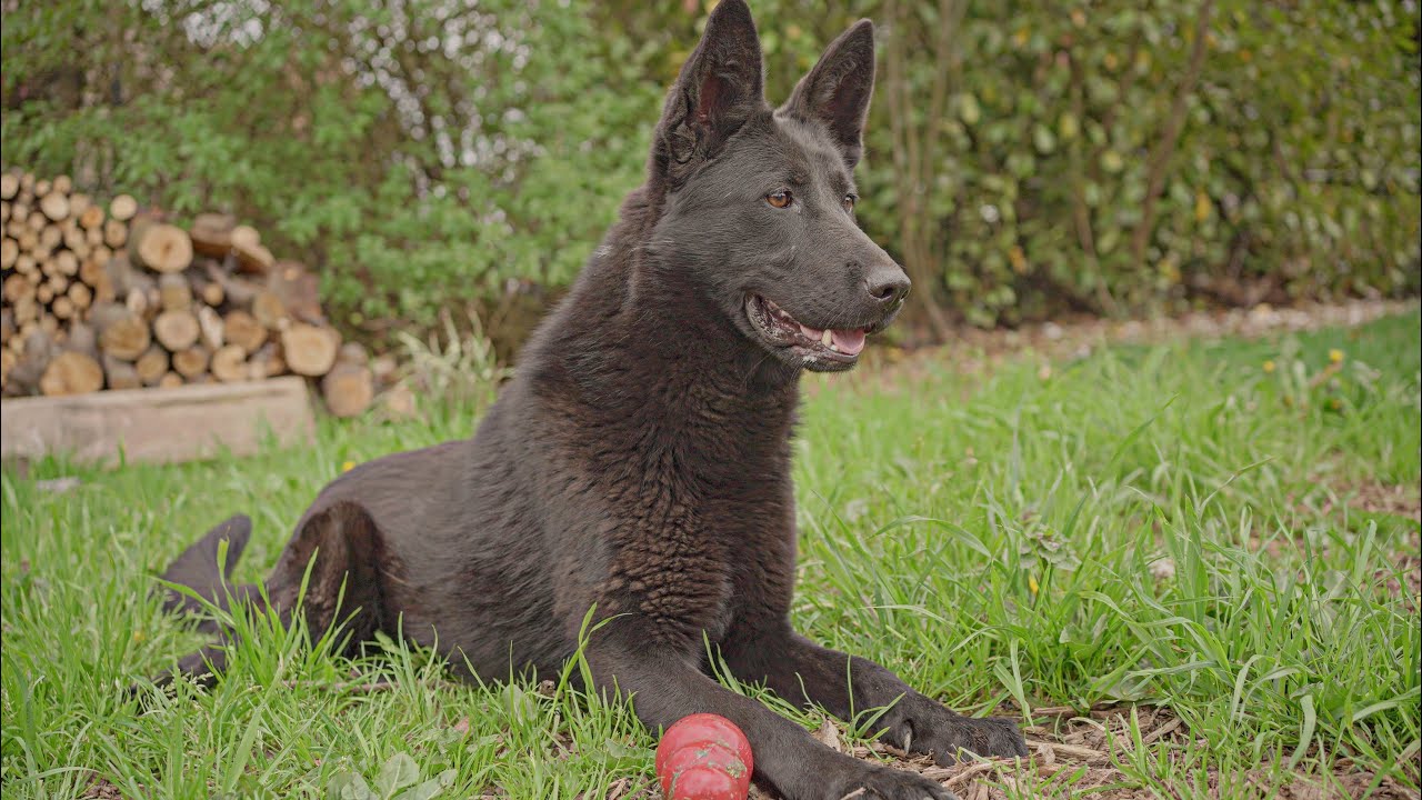 58 Days Pregnant German Shepherd Dog YouTube