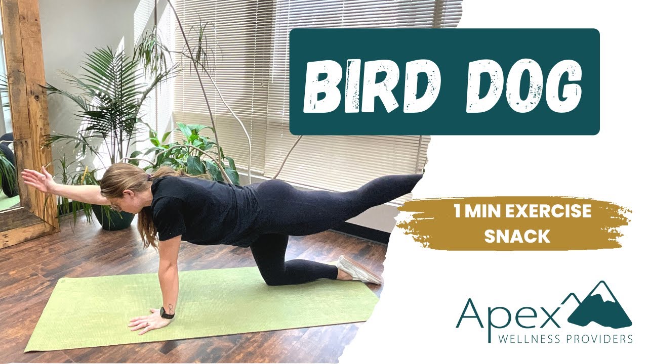 Bird Dog - 1 Min Exercise Snack (Easy Exercises) - YouTube