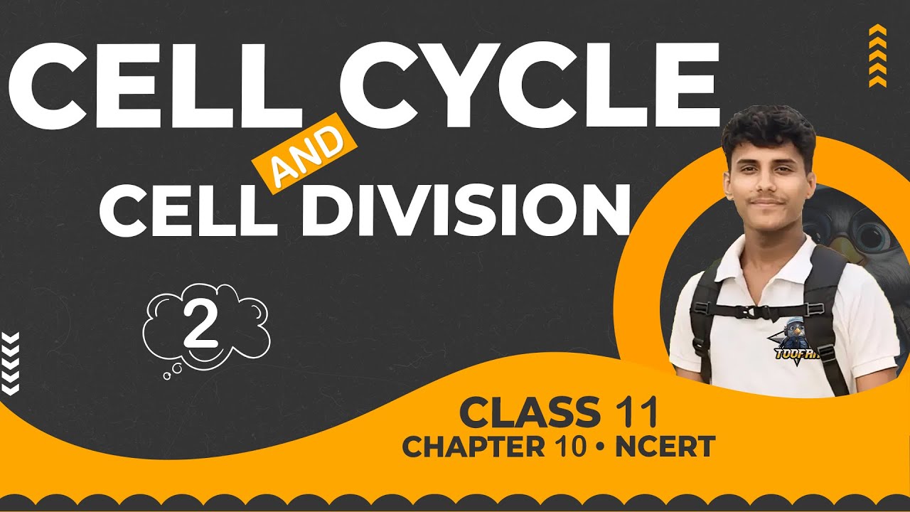 Mitosis • Cell Cycle & Cell Division • Class 11 NCERT Explanation - YouTube