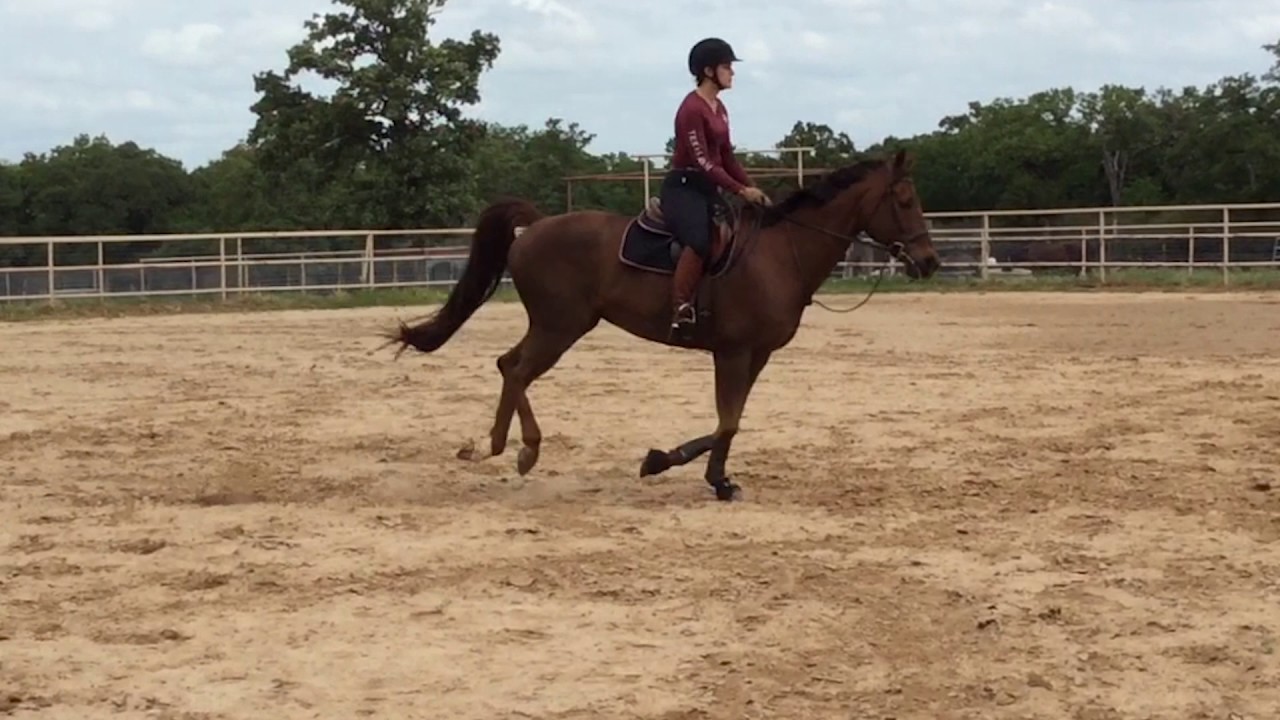 Texas A&M AgriLife Extension - Horses - Hunter Hack - YouTube