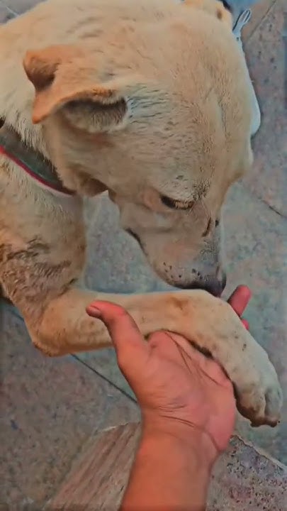 🐶 ️♾️hyderabadexploreyoutubeshorts Youtube