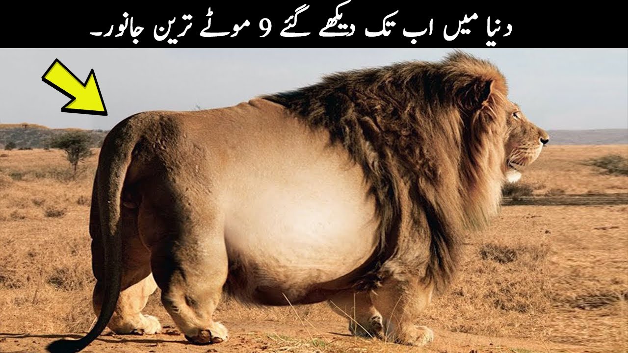 9 FATTEST Wild Animals Ever Seen | TOP X TV - YouTube