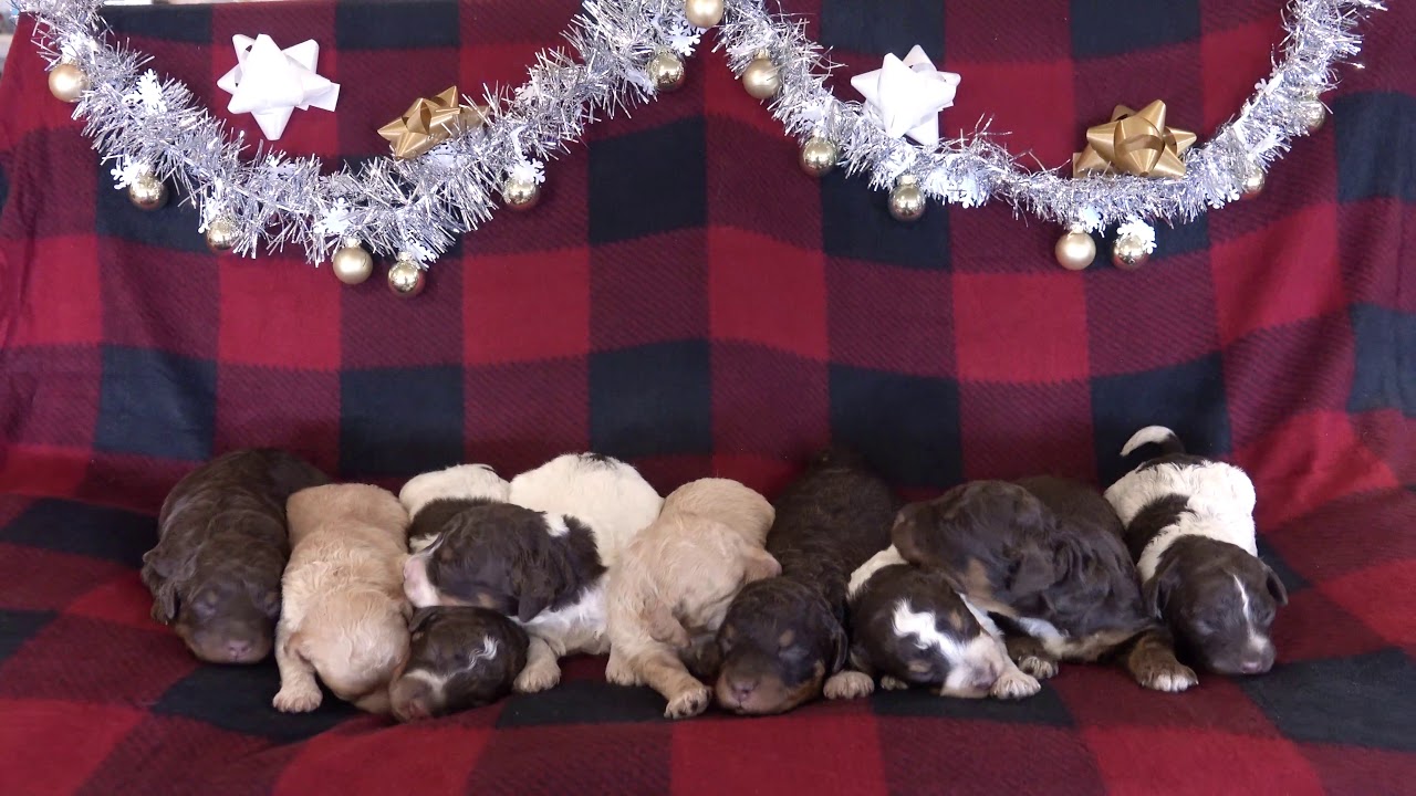 Eclisse Litter Christmas - YouTube