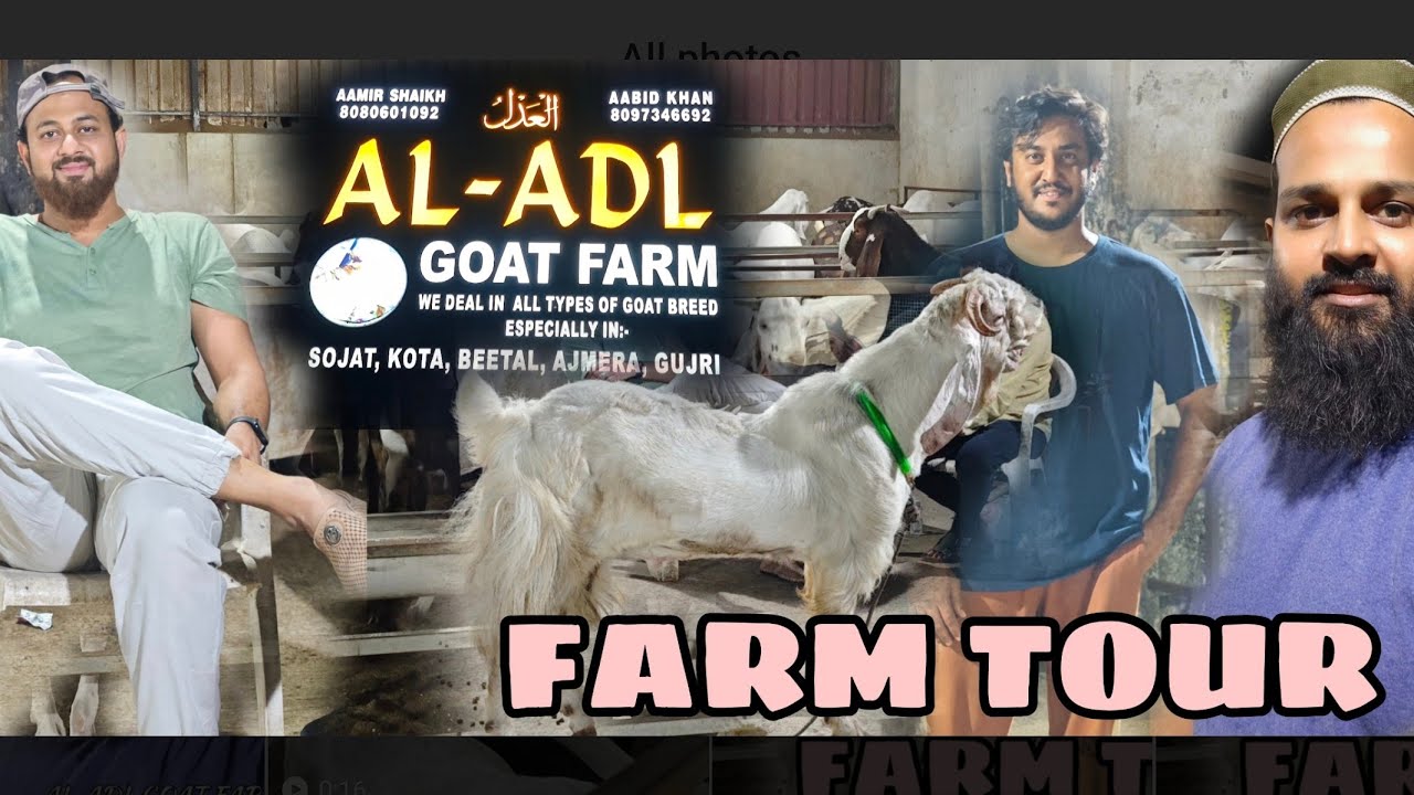 AL ADL GOAT FARM FULL TOUR WITH DETAILS AND PALAI RESULTS 🇮🇳🐐HAQSE ...