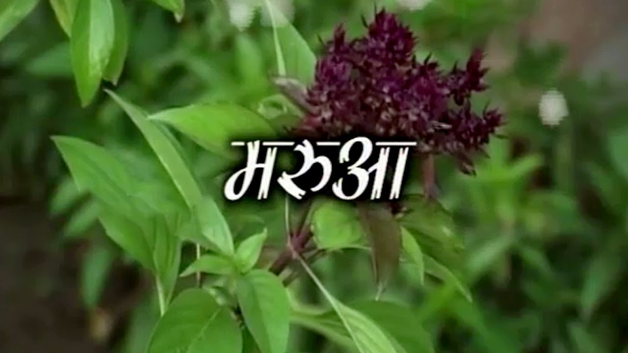 Health Benefits of Marua Plant | Acharya Balkrishna - YouTube