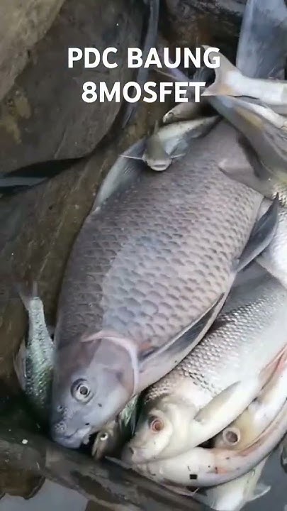 PDC BAUNG 8FET - YouTube