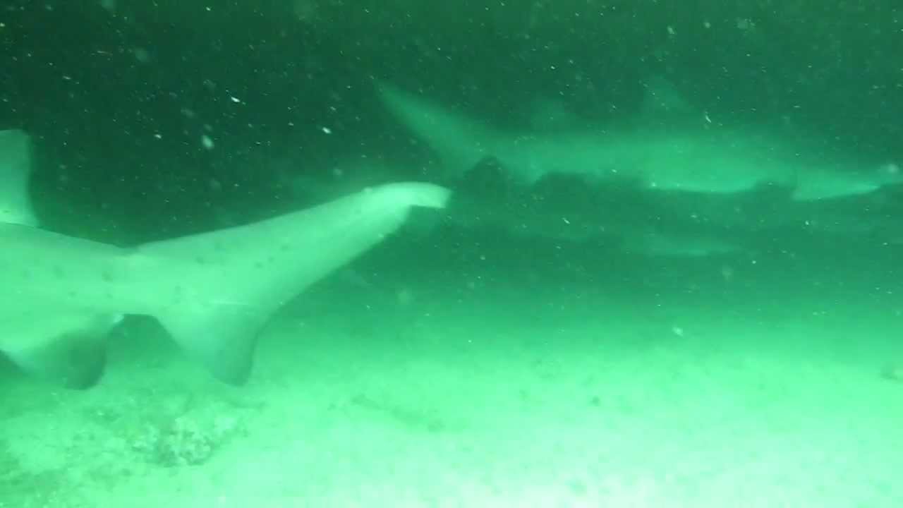 Magic Point Dive 26 February 2012 - YouTube