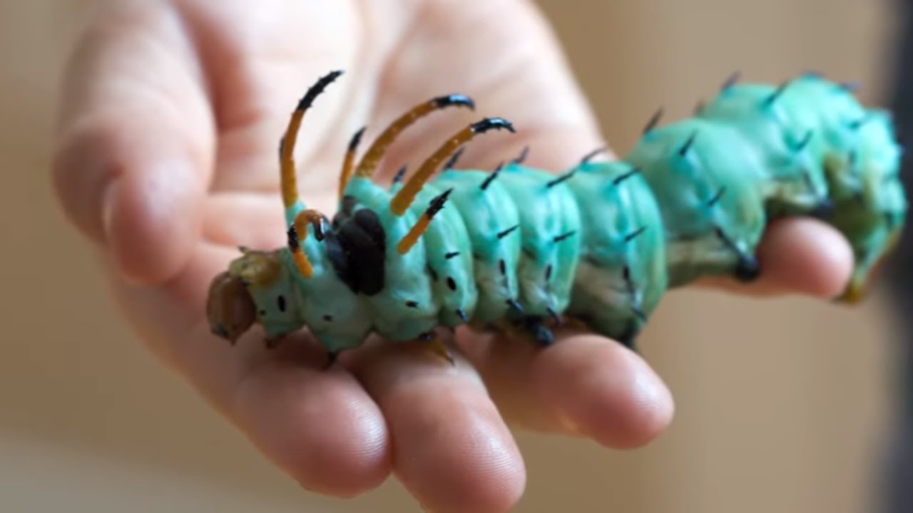 Alien Caterpillars You Won't Believe Exist - YouTube