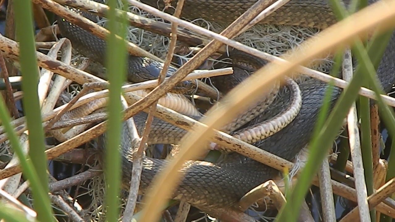 Green Water Snakes mating. - YouTube