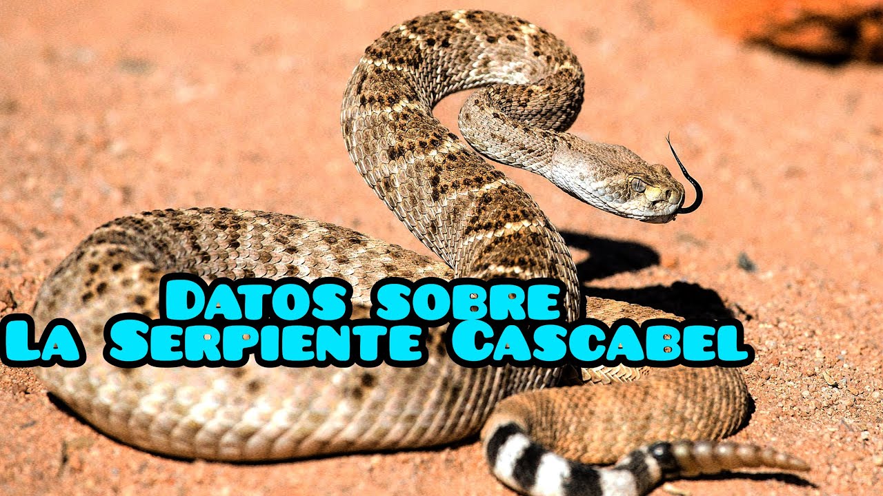 5 Datos FASCINANTES sobre la Serpiente de cascabel que Debes Conocer ...