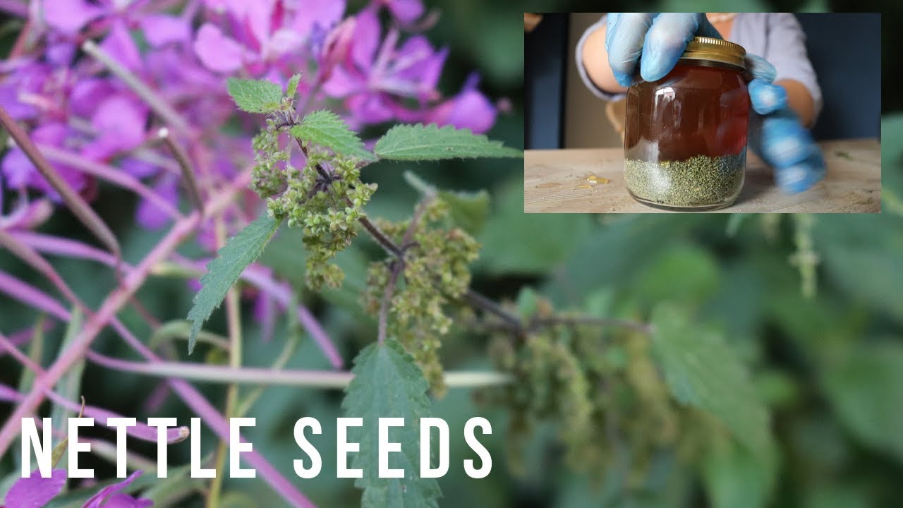 Foraging Nettle Seeds | Nettle Honey | Claire Inspiros - YouTube