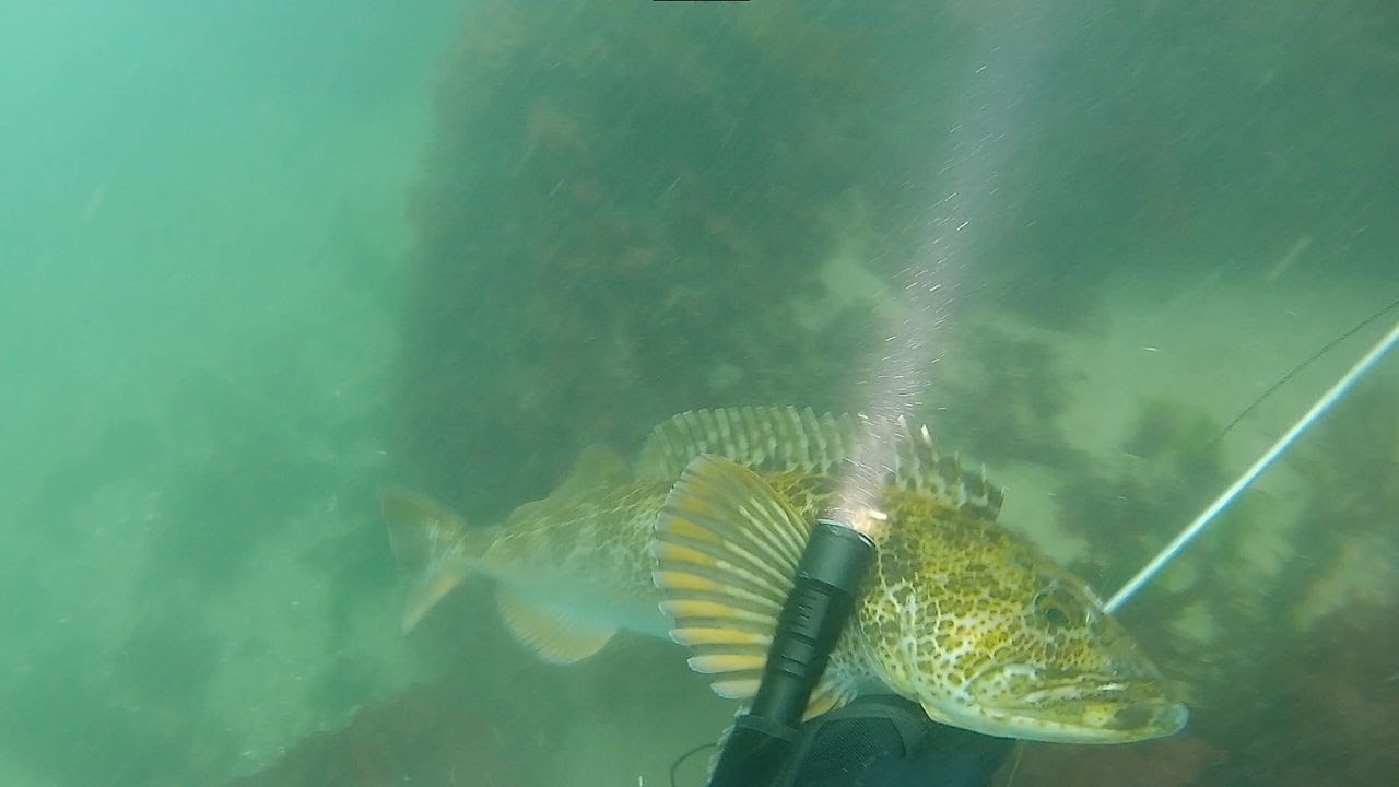 Spearfishing Newport Oregon LARGE Lingcod! - YouTube