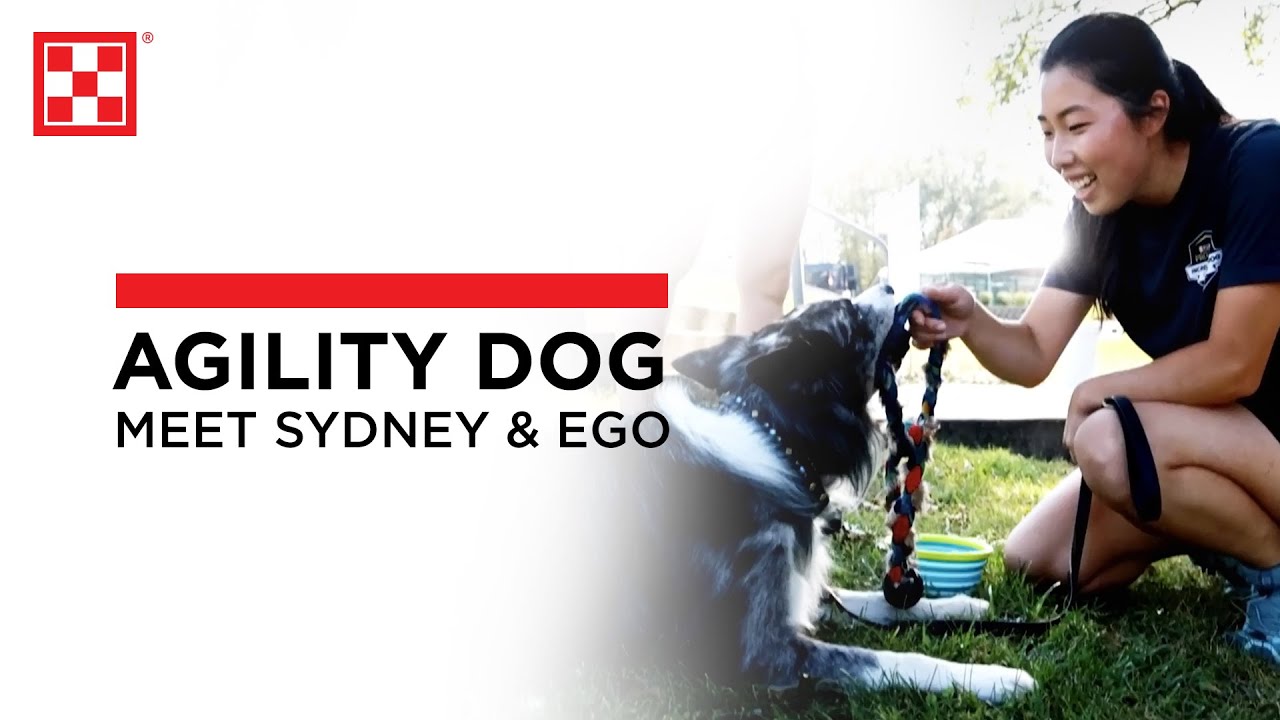 Meet Sydney Ryan & Incredible Dog Challenge Agility Champion Dog Ego ...