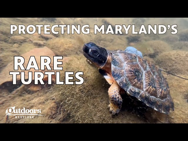 Tortugas De Maryland Fear The Turtle Statue Project