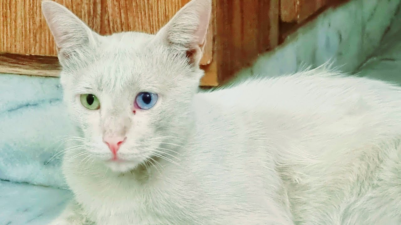 Cat wants attention|Snowball cat lying on floor | - YouTube
