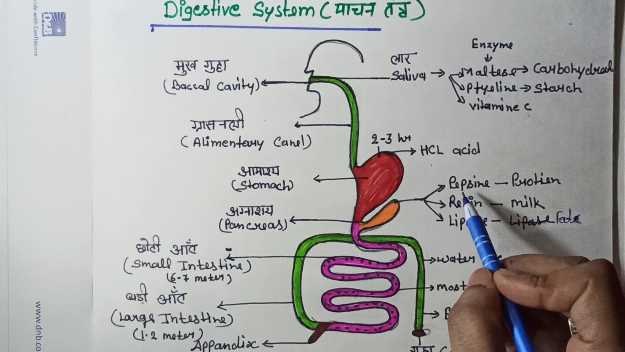 Important facts of digestive system.how to food digest.. - YouTube