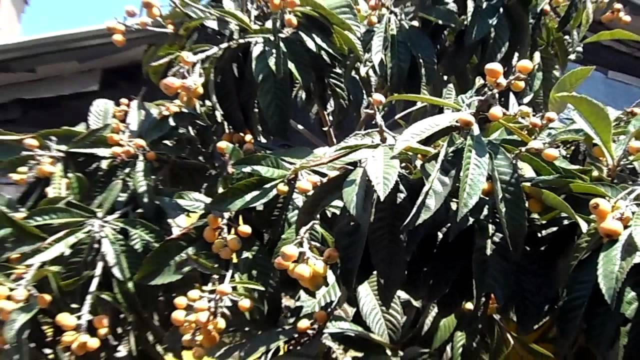 misperos tij 2013 - YouTube