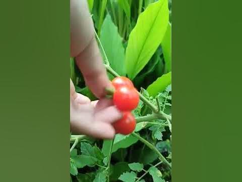 panen tomat rampai di kebun untuk buat sambal #tomato #panen #harvest #berkebundirumah - YouTube
