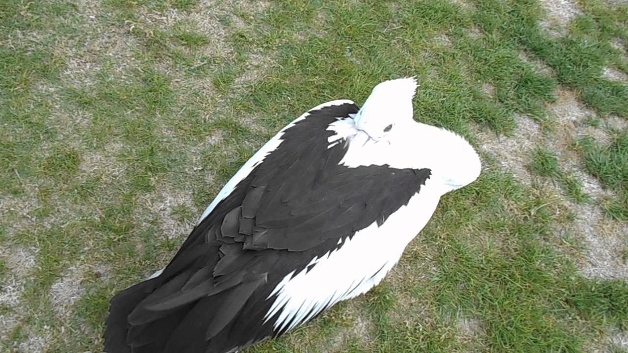 i touch pelican and cry - YouTube