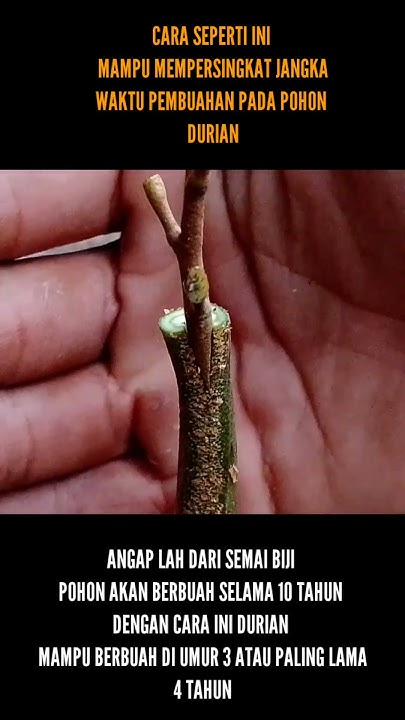 Cara paling mudah sambung pucuk durian dari semai biji lihat cara ini - YouTube