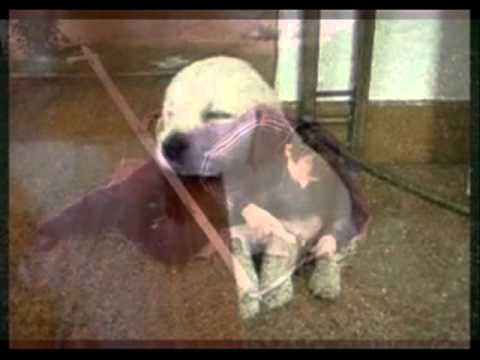 ceca sa ozrena -belegija.wmv - YouTube