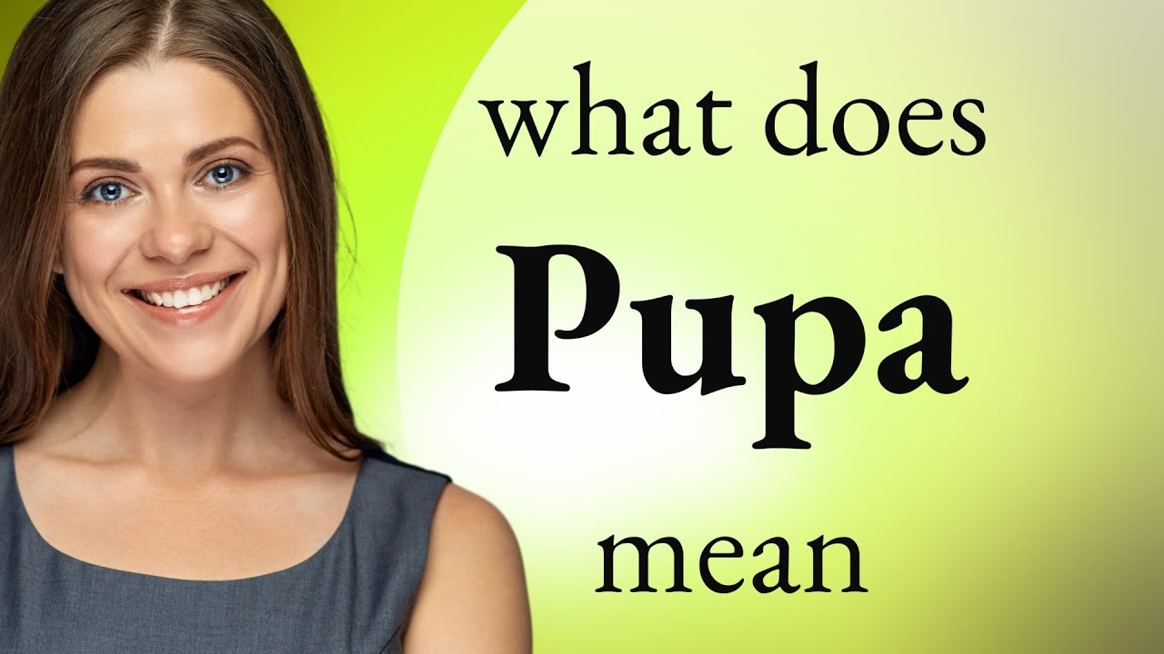Pupa — meaning of PUPA - YouTube