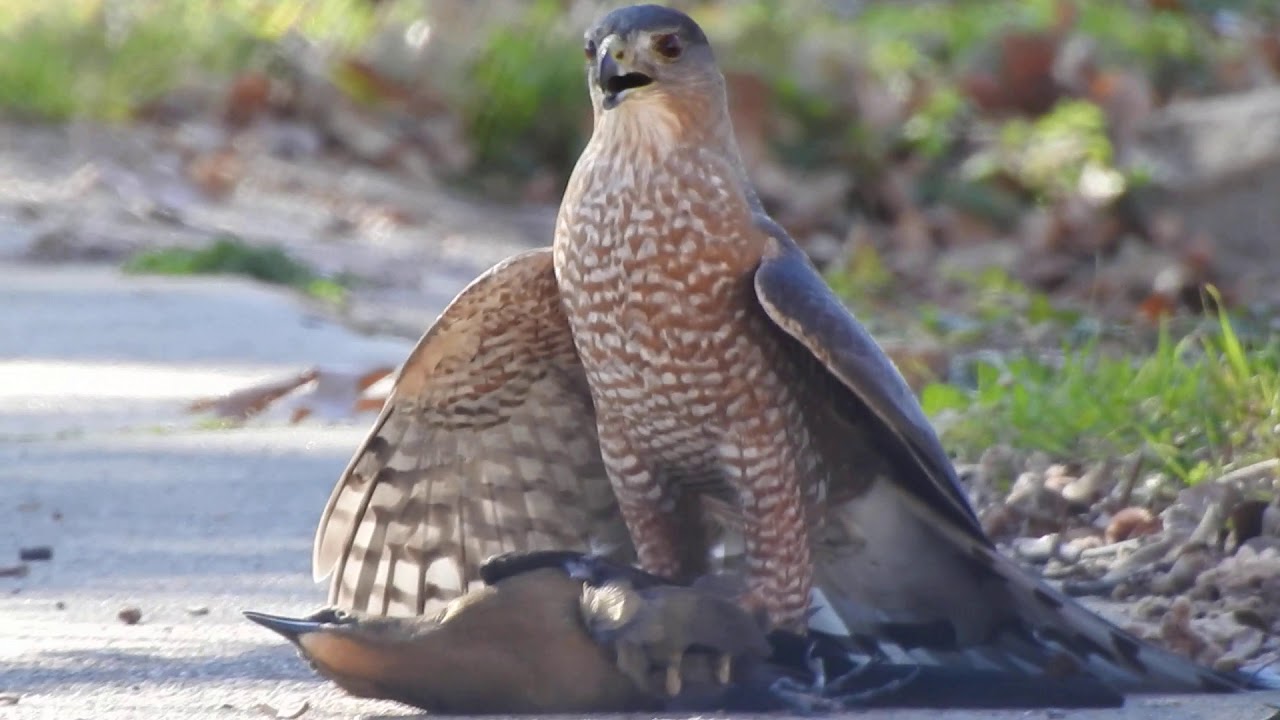 Hawk has crow pinned to the floor. - YouTube
