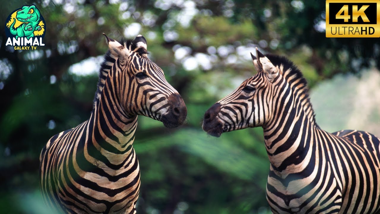 Cute Zebra Sound | Cute Zebra | Animal Sounds for Children | Animal ...