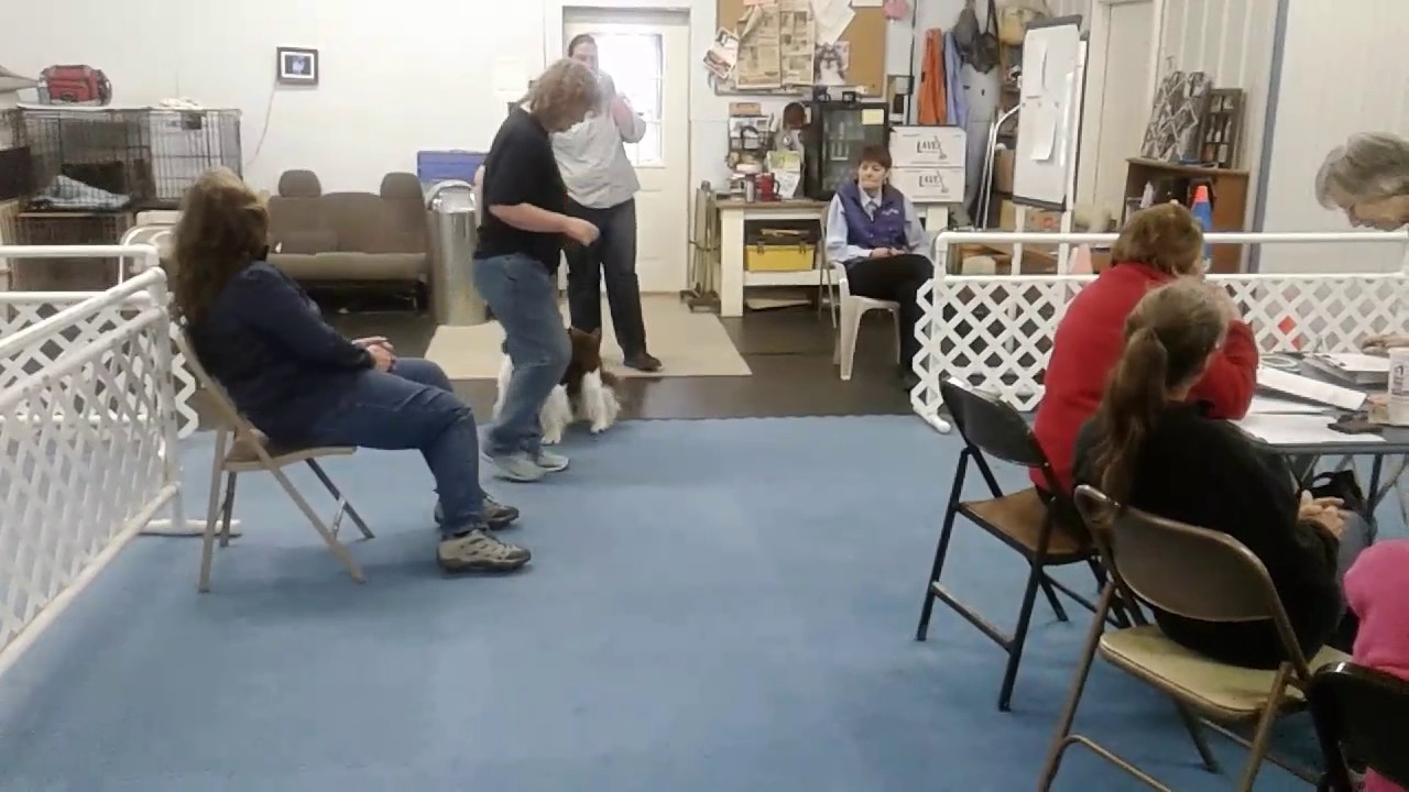 Patty and Gibbs in CDSP Starter Novice Obedience at Dandy Dog Training Center - YouTube