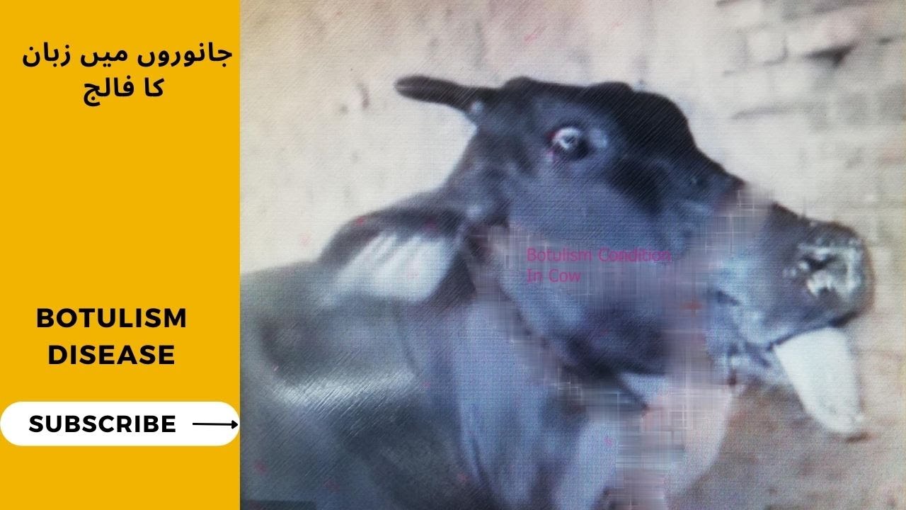 #Botulism in Animals#@VetCare2023, - YouTube