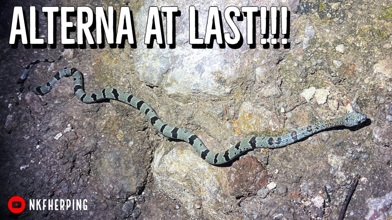 Alterna at Last! Finding a Beautiful Gray-banded Kingsnake in West ...