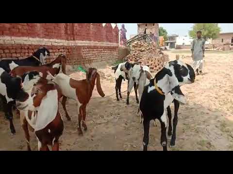 Beetal Goats | A1 Aziz Goat Farming | Aziz Goat Farm | Aziz A1 - YouTube