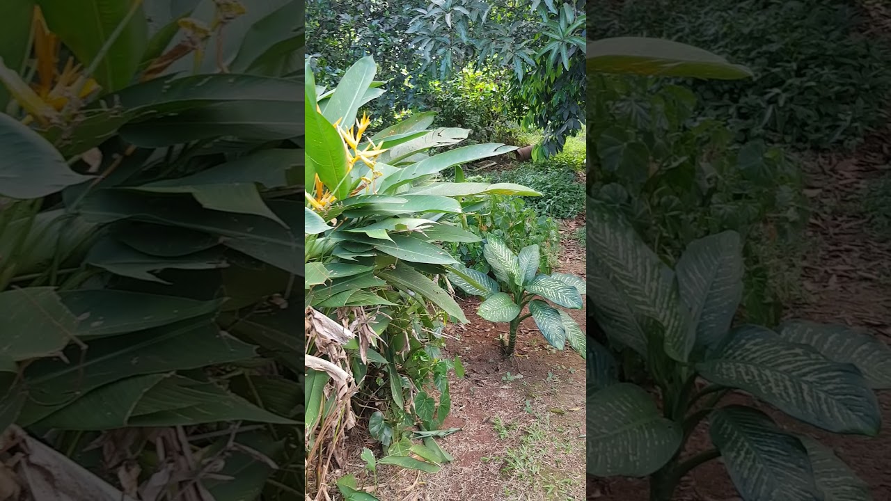 Jamaican Backyard Youtube